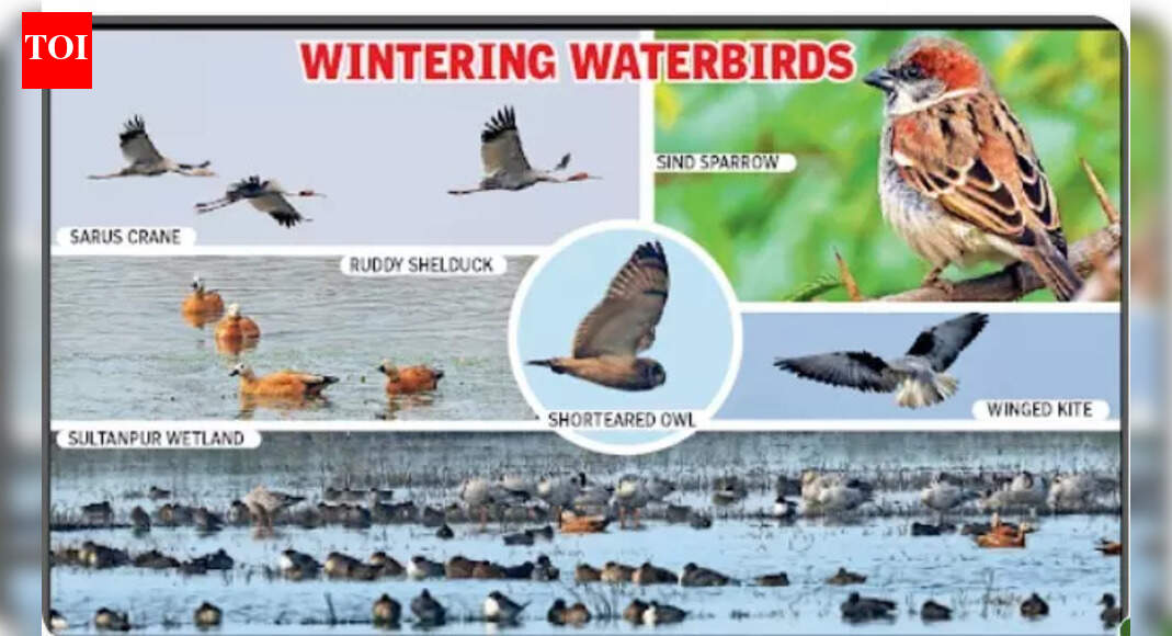 A treat for eyes: Sultanpur National Park sees 6k+ waterbirds, 94 ...