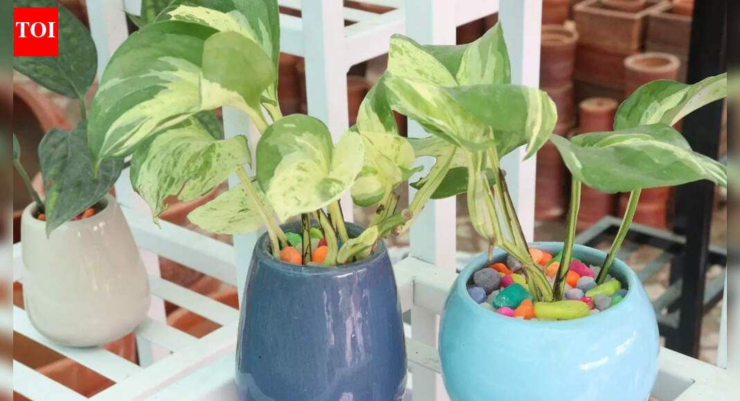 How to take care of a money plant in the winter season | - The Times of ...