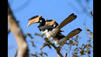 Dandeli to host Hornbill Festival on Jan 16, 17 | Mysuru News - The ...