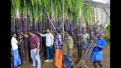 Jasmine price shoots up ahead of Pongal | Madurai News - The Times of India