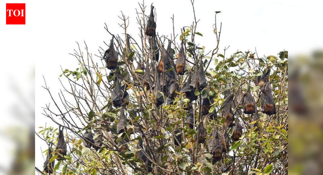 Zoo keeps a watch on resident bat population | Kolkata News - The Times ...