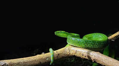 Snakes that can survive in cold climates; from Siberian Pit Viper to ...