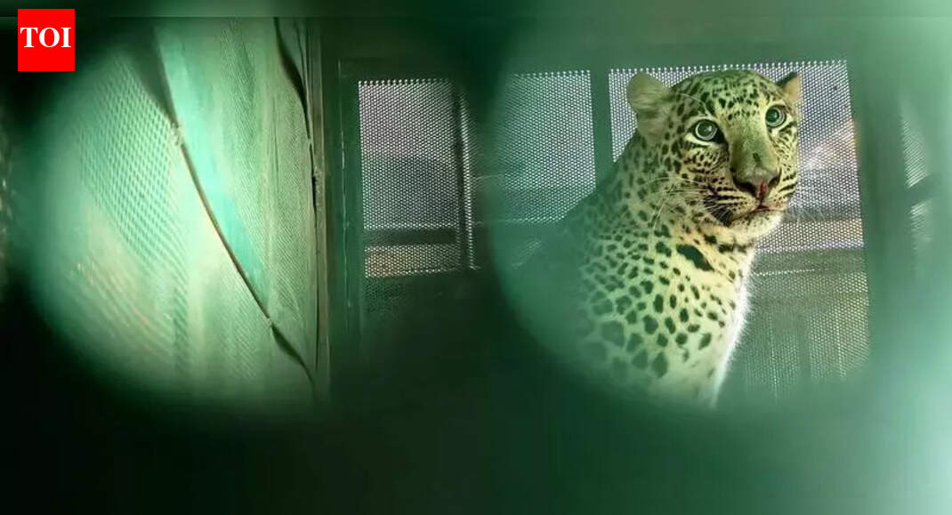 Forest dept traps leopards targeting pedigree dogs | Mysuru News - The ...