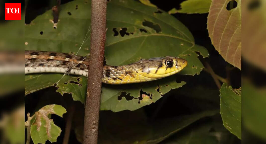 Unscientific snake ‘rescues’ threaten Terai’s ecological balance, warn ...