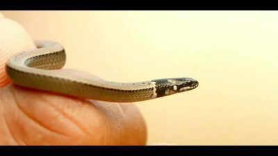 Unscientific snake ‘rescues’ threaten Terai’s ecological balance, warn ...