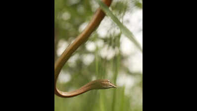 Unscientific snake ‘rescues’ threaten Terai’s ecological balance, warn ...