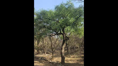 Soon, preservation plots to save vanishing indigenous trees in Haryana ...