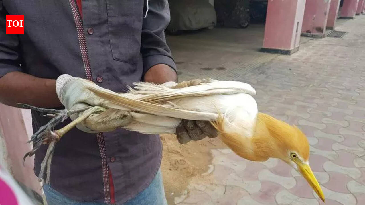 About 100 birds, many of them rare, fall prey to deadly manja on ...