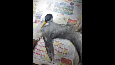 About 100 birds, many of them rare, fall prey to deadly manja on ...