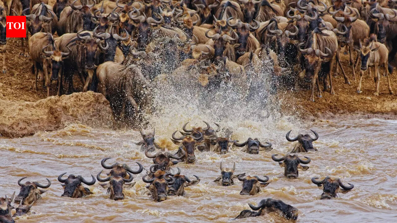 5 places around the world that witness the largest animal gatherings