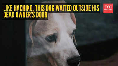 Like Hachiko, this dog waited outside his dead owner’s door - not ...