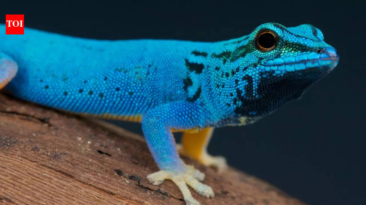 Green Iguana to Rainbow Whiptail: 7 vibrantly coloured lizards from ...