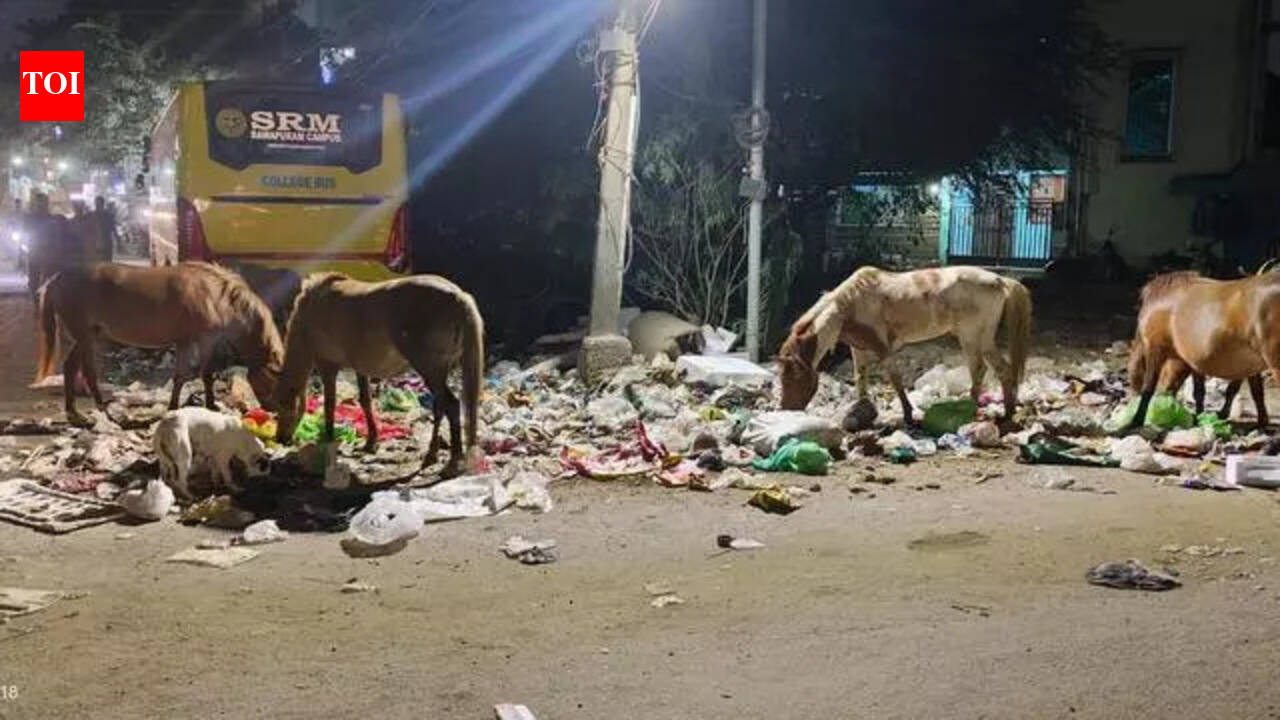 Stray horses run amok in Annanur | Chennai News - The Times of India