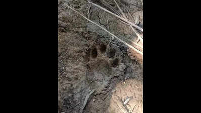 Forest department installs camera traps to monitor leopard movement ...