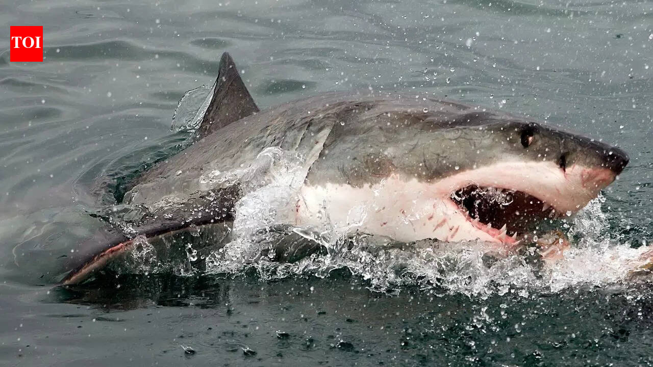 Sharks’ deadly teeth are at risk: Here’s how acidifying oceans could ...