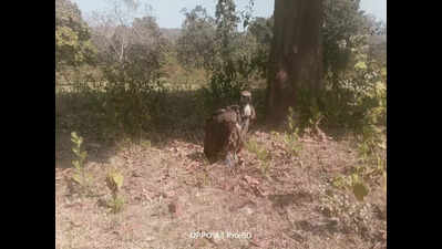 Endangered white-rumped vulture rescued in USTR after 400-km flight ...