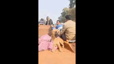 Master dies by suicide after marriage breakdown, dog follows him to ...