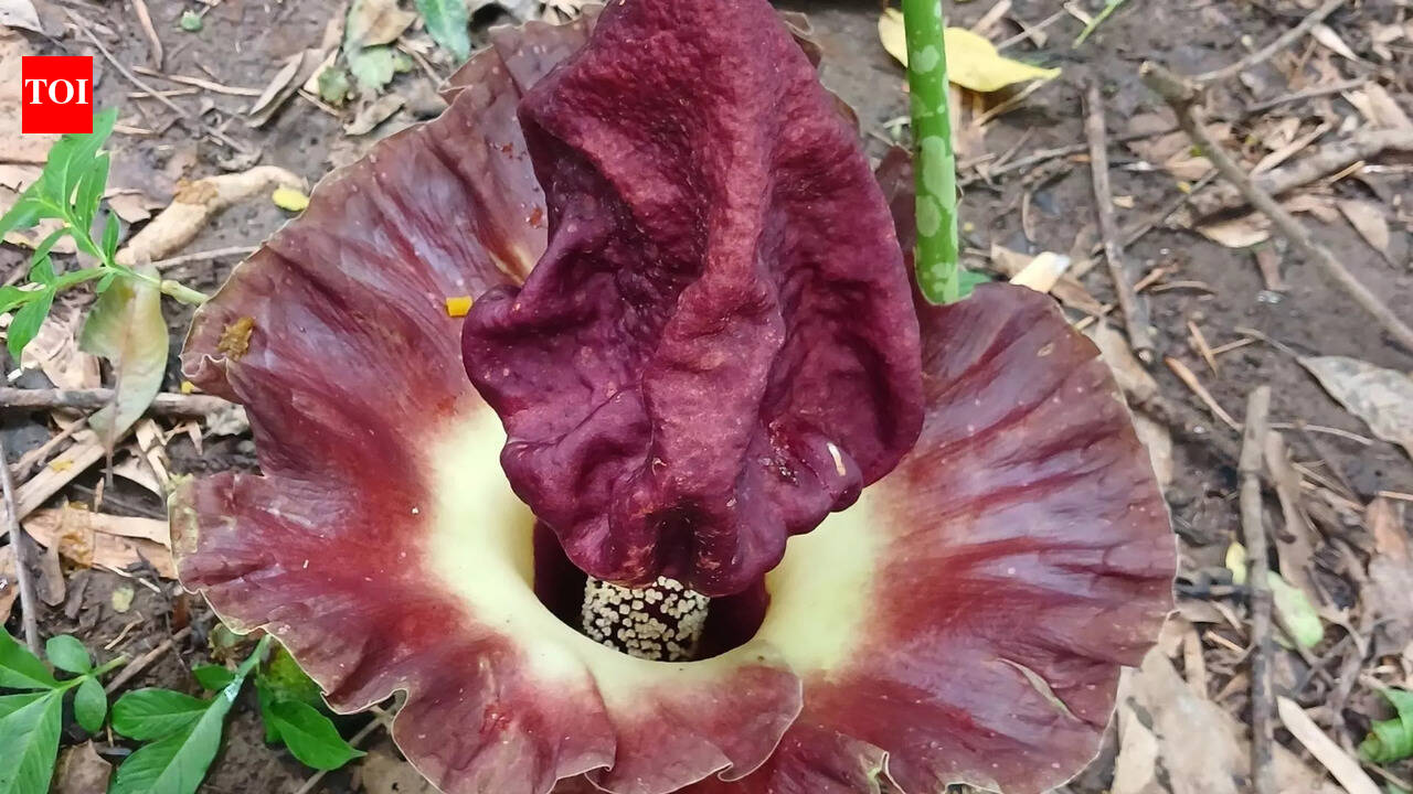 5 of the world’s smelliest flowers; one smells like a dead body