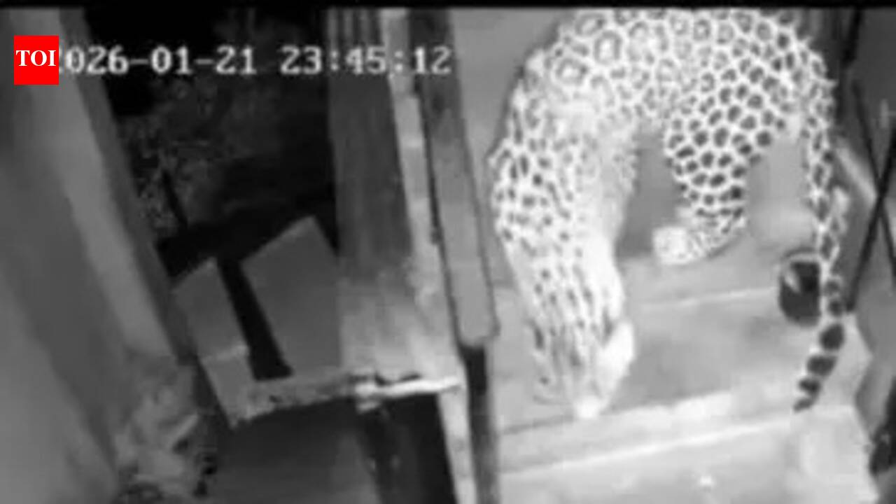 Caught on Shimla cam: Leopard enters residential building, leaves ...