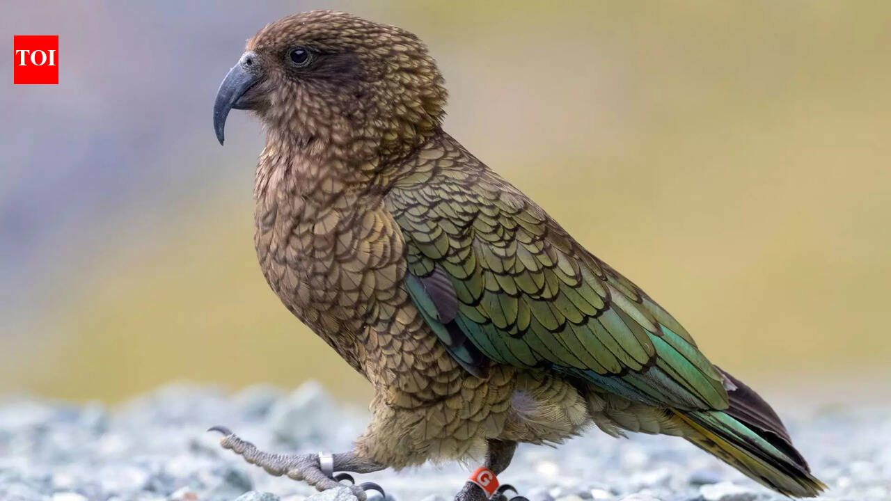 Think birds are simple? These 5 are shockingly intelligent