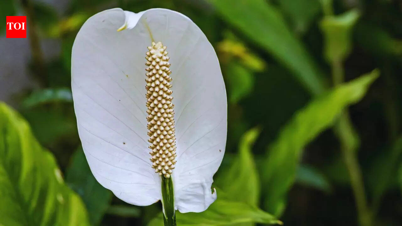 How to grow a Peace Lily in a pot successfully - The Times of India