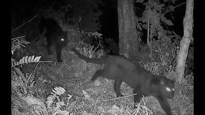 Twin black leopards in a frame: Cams click rare moment in Kurseong ...