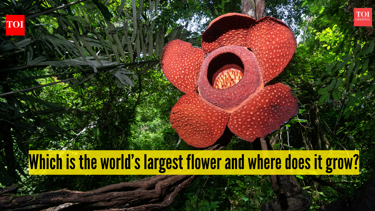 Which is the world’s largest flower and where does it grow? | - The ...