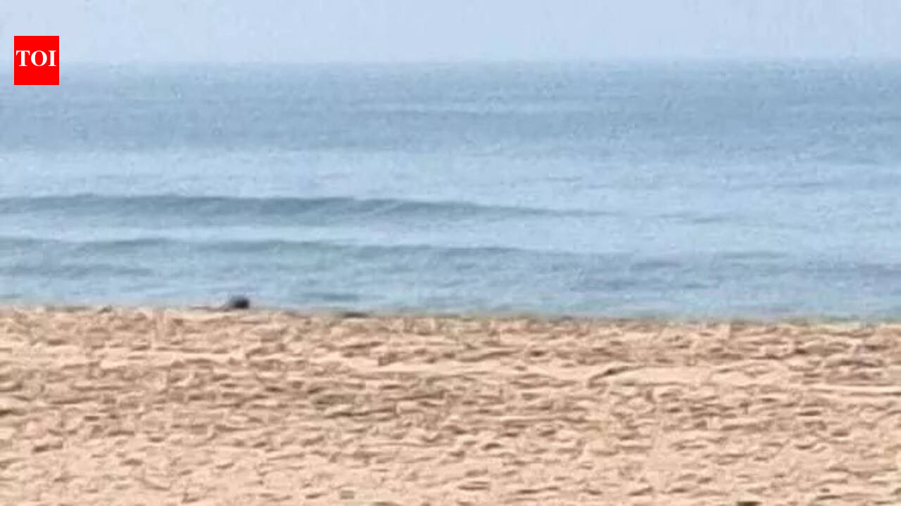 Olive ridley lays eggs at Agonda during daytime | Goa News - The Times ...