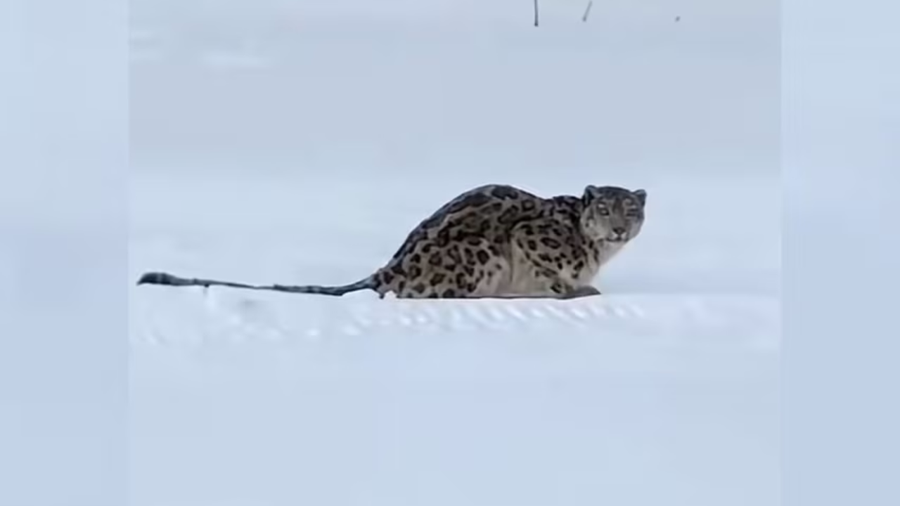 Skier Hospitalized After Shocking Snow Leopard Attack in Xinjiang