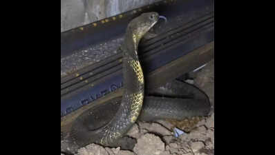 Study maps 47 king cobra locations along Goa’s railway corridors | Goa ...