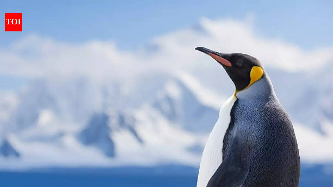 Curiosity Corner: Which continent has no native reptiles?