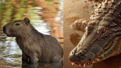 Why crocodiles don’t eat capybaras; the reason will surprise you ...