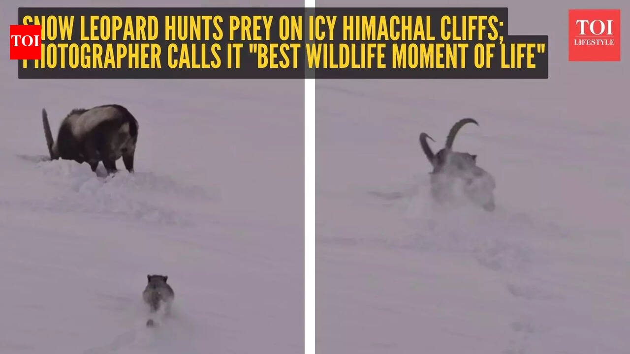Watch: Snow leopard hunts prey on icy Himachal cliffs; photographer ...
