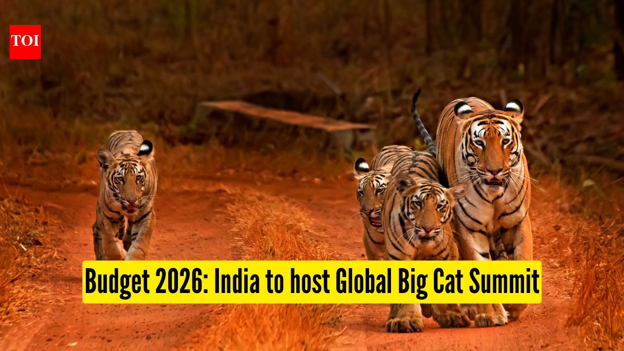 Union Budget 2026: India to host the first Global Big Cat Summit - what ...