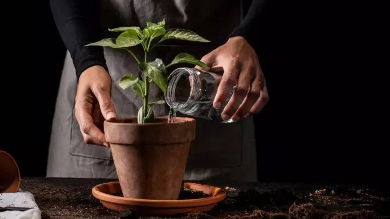 How to Boost Slow-Growing Plants: Easy Home Gardening Tricks