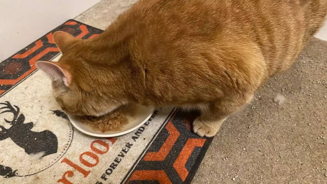Top 6 Human Foods That Are Safe and Healthy for Your Cat