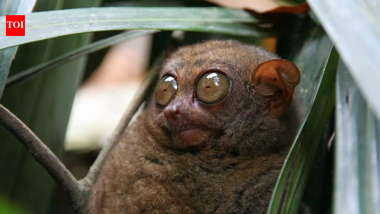 7 animals with the strangest and weirdest eyes in the animal kingdom