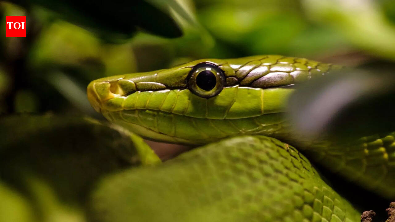 5 snakes with the most hypnotising eyes you have to see