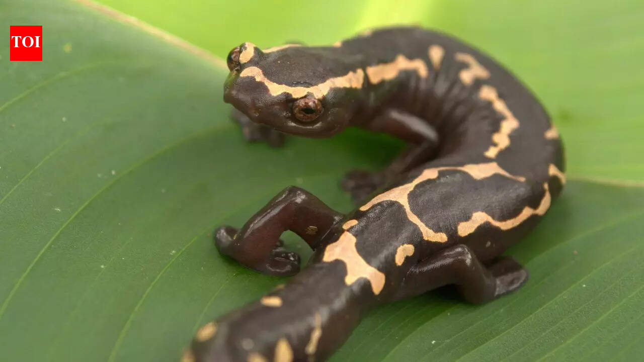 5 earless animals with extraordinary hearing abilities