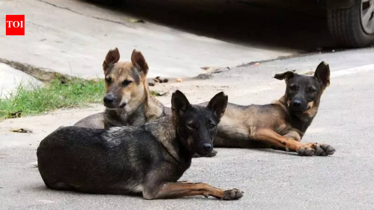 District eyes forest-edge land for stray dog shelters ...