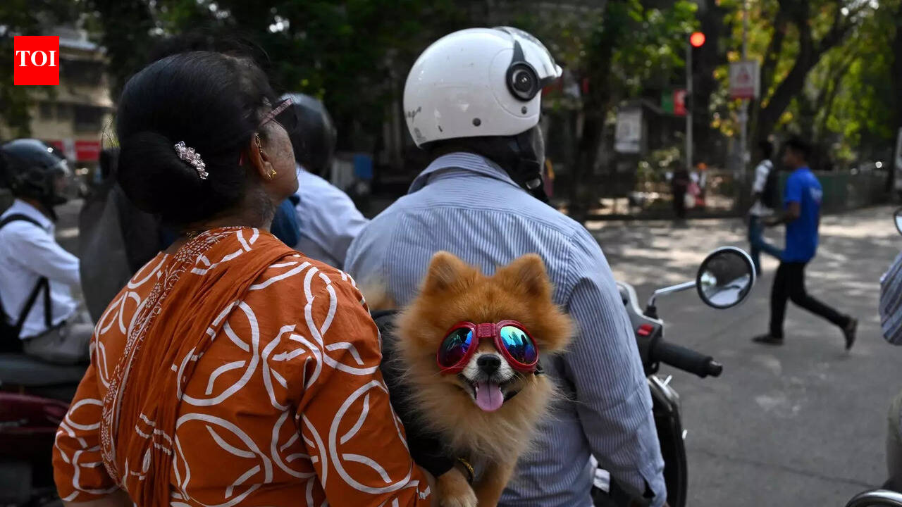 Now, pet owners have to register their dogs with Jamshedpur Notified ...