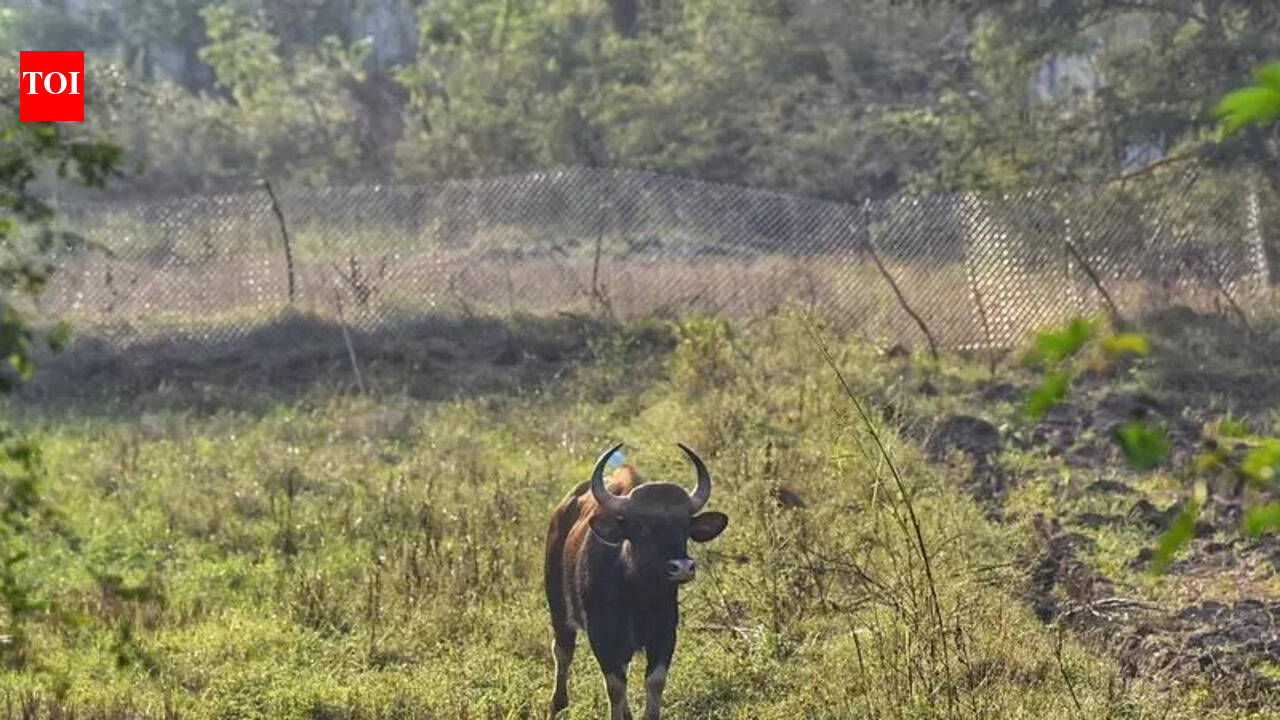 Angry villagers lock forest dept office after Gaur attack | Kolhapur ...