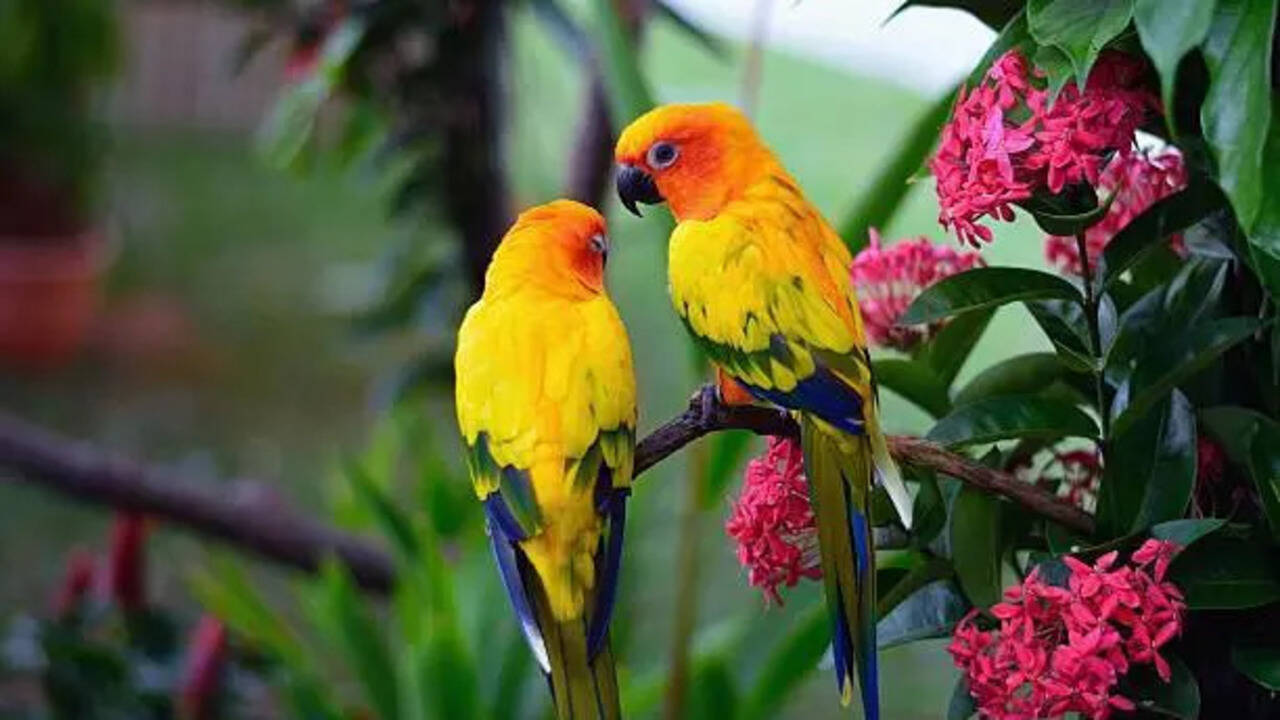 Top Pet Birds You Can Easily Keep at Home | Beginner’s Bird Care Guide