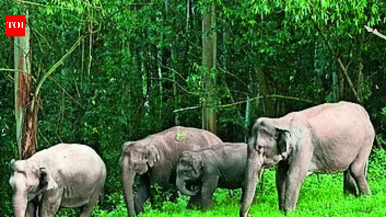 Odisha team to study elephant behaviour in Hazaribag | Ranchi News ...