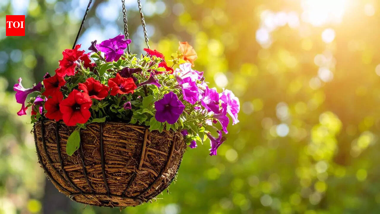 8 gorgeous plants that turn hanging baskets into living art