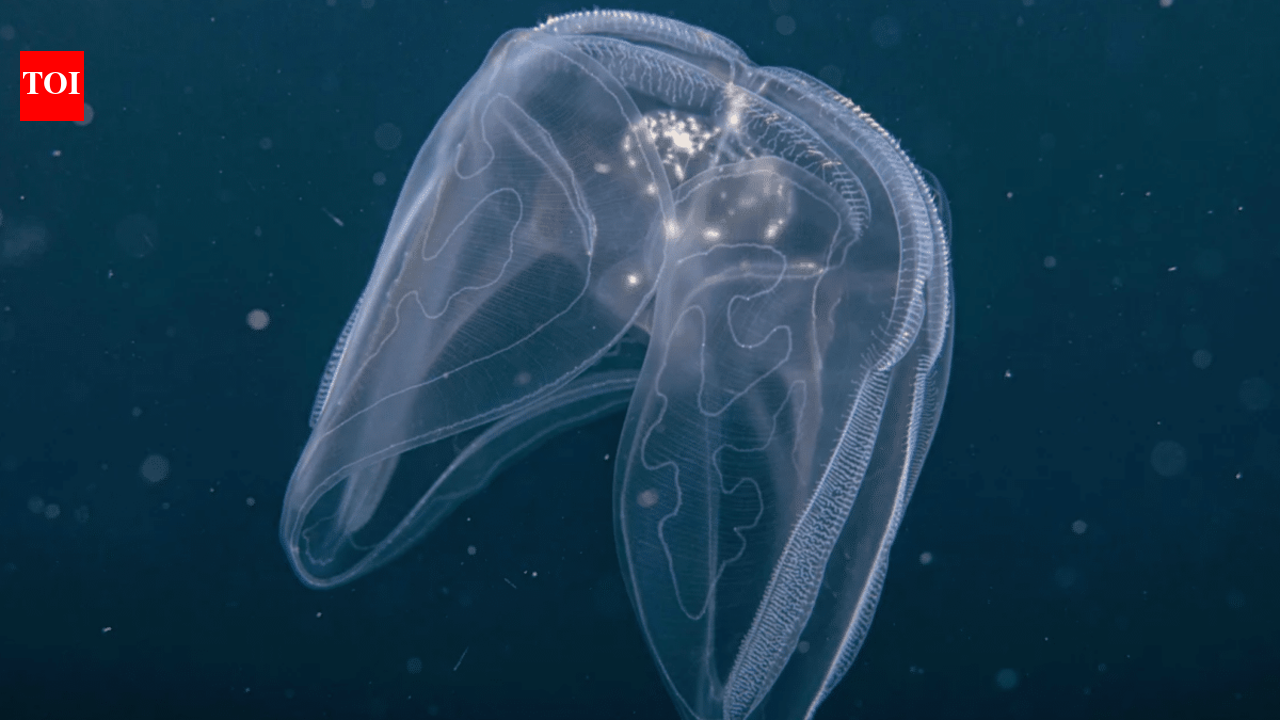 Colombian sea creature reveals origins of complex ocean life 500 ...