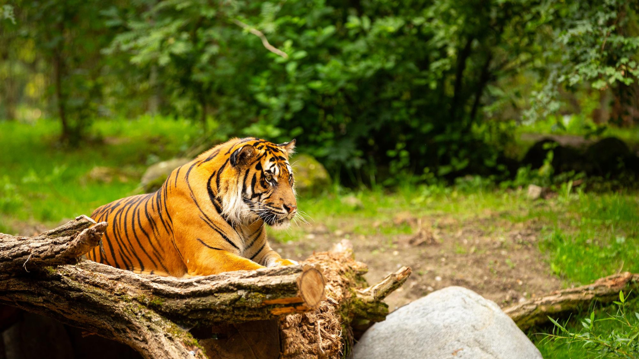 Which Tiger Reserve Was the First in Uttar Pradesh?