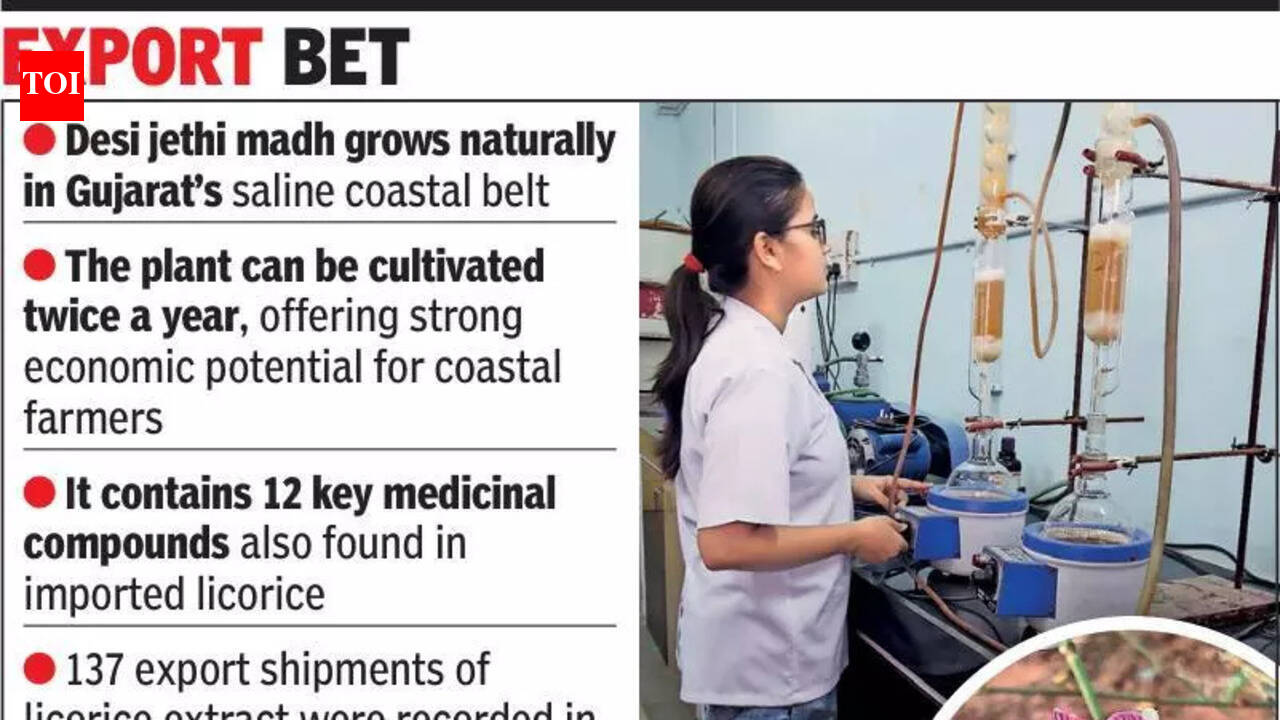 Indigenous jethi madh may cut India’s licorice import bill | Vadodara ...