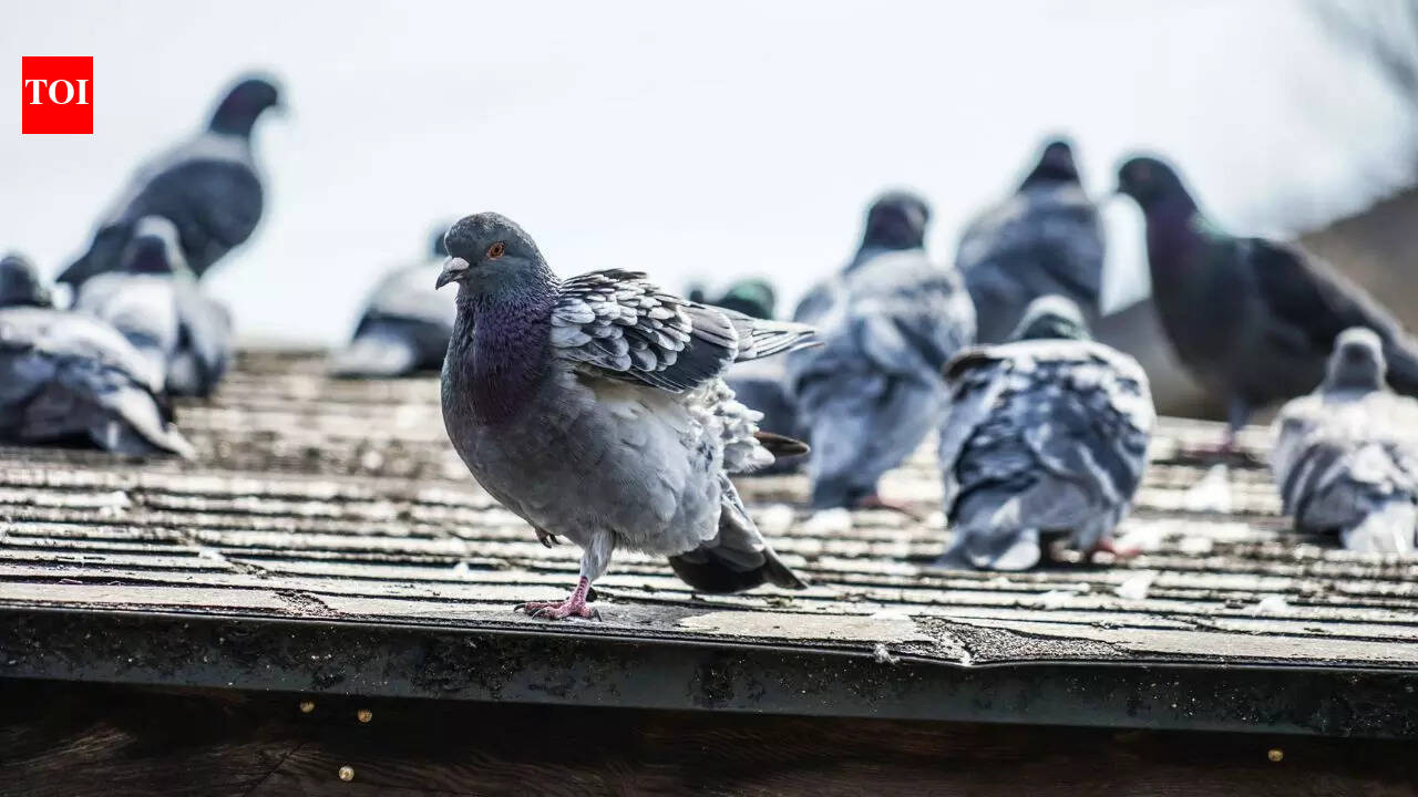 7 effective ways to keep pigeons away from balcony and windows