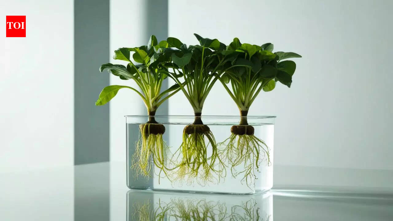 7 low-maintenance plants you can grow in water